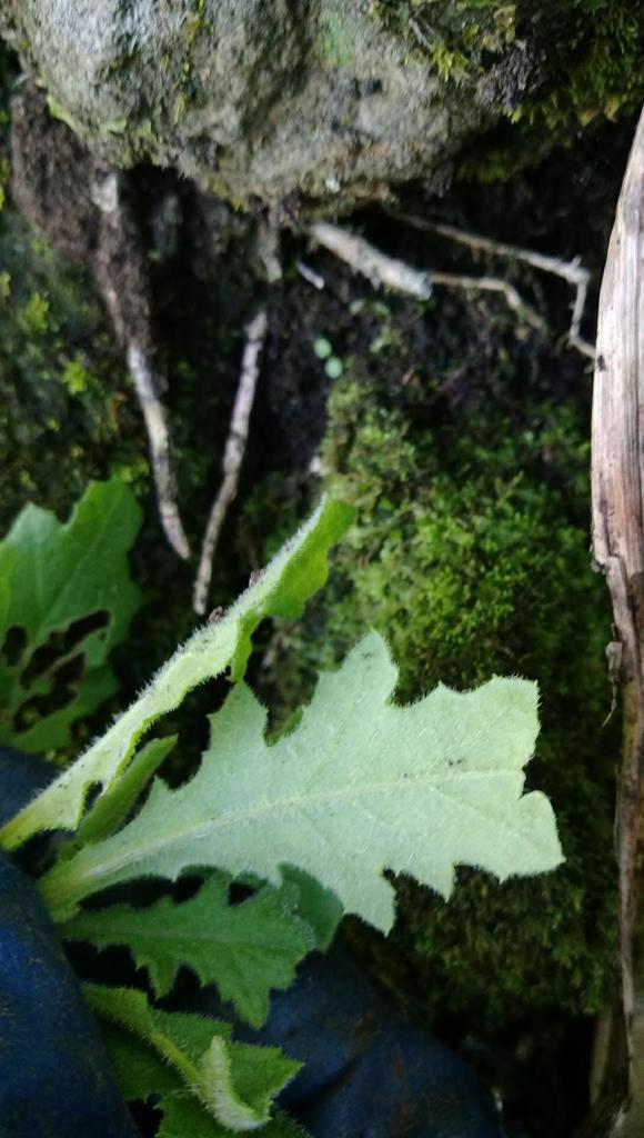 Cutleaf burnweed (Beginners Guide to Canterbury Flora) · BioDiversity4All