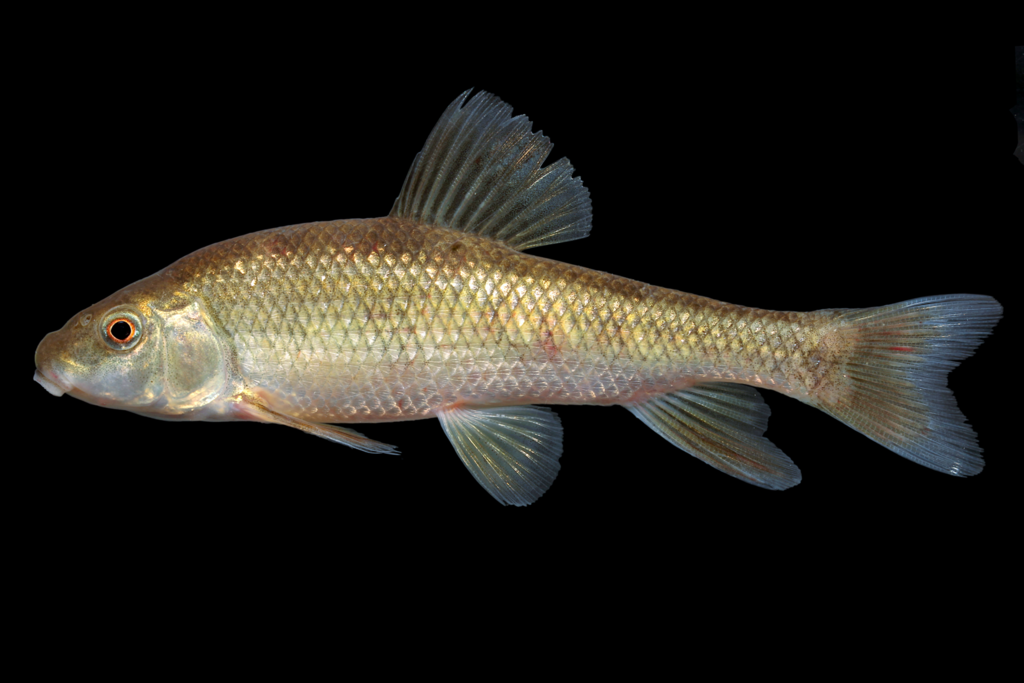 Western Creek Chubsucker (Erimyzon claviformis) (Wildlife of the United ...