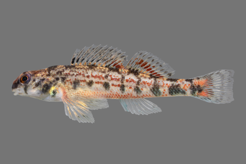 Coastal Darter from Houston County, AL, USA on February 4, 2022 at 08: ...