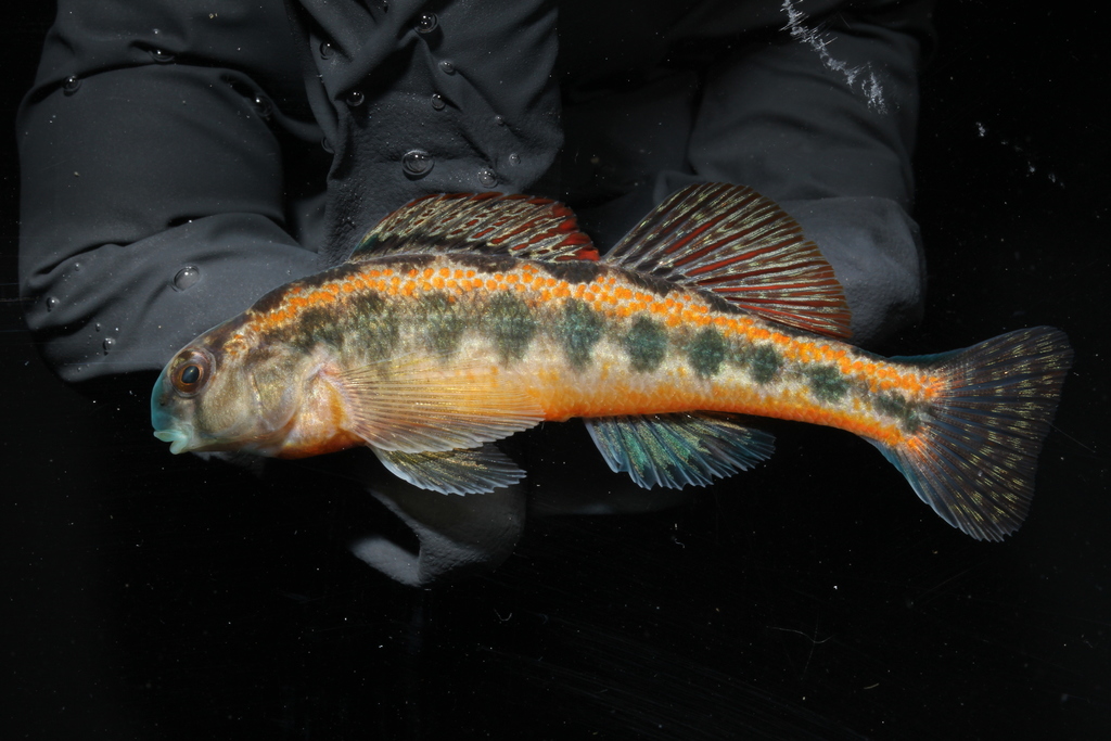 Tennessee Snubnose Darter from Pikeville, TN 37367, USA on March 18 ...