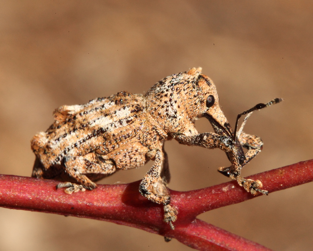 Elephant Weevil from Quinninup WA 6258, Australia on January 26, 2015 ...