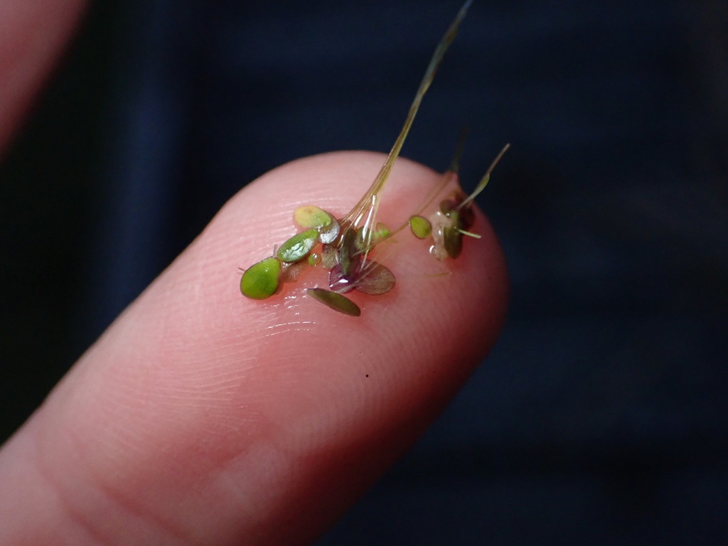 dotted duckweed from Matthews & Boggy Pond Wildlife Reserve, South ...