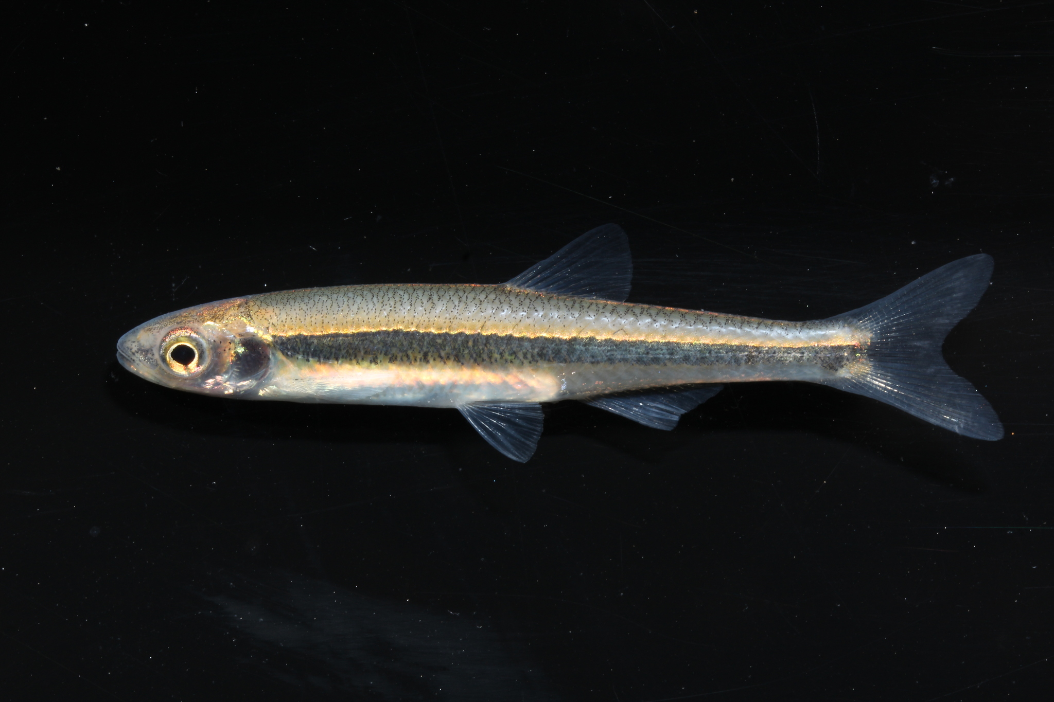 Lythrurus lirus (Jordan, 1877)