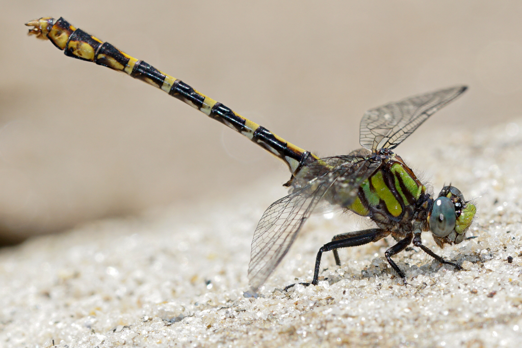 Edmund's Snaketail in May 2022 by peteeliot · iNaturalist