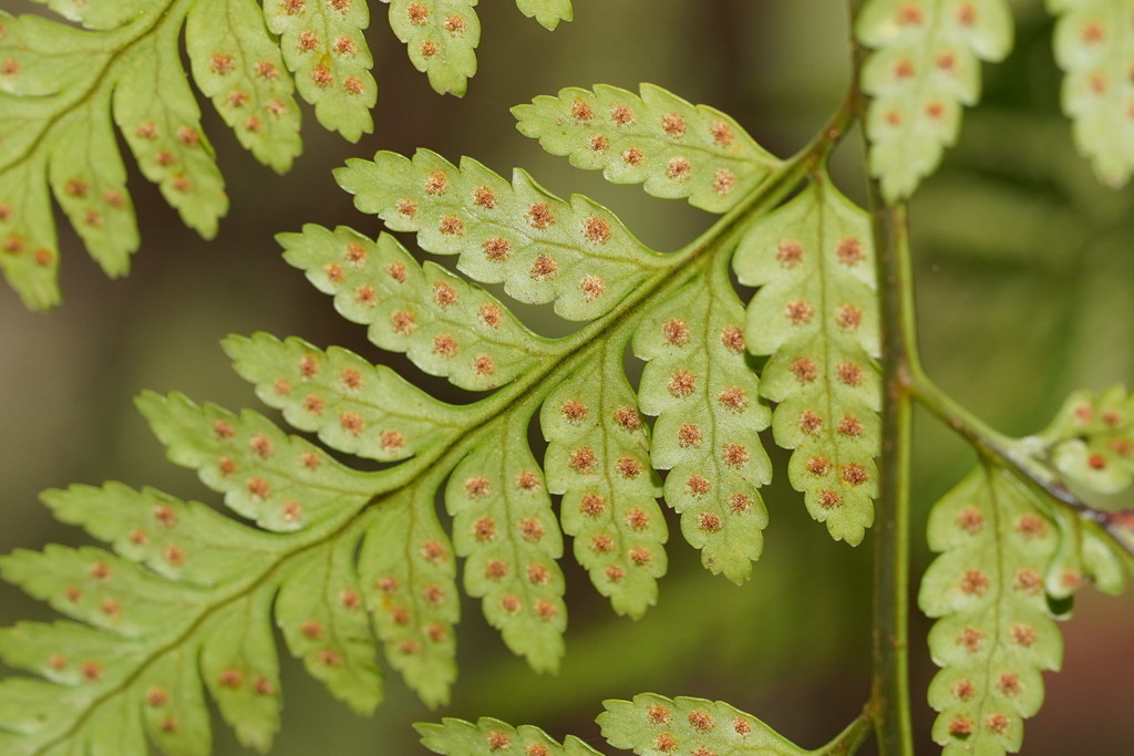 leatherleaf fern from Sherbrooke Forest, Melbourne VIC AU on May 1 ...
