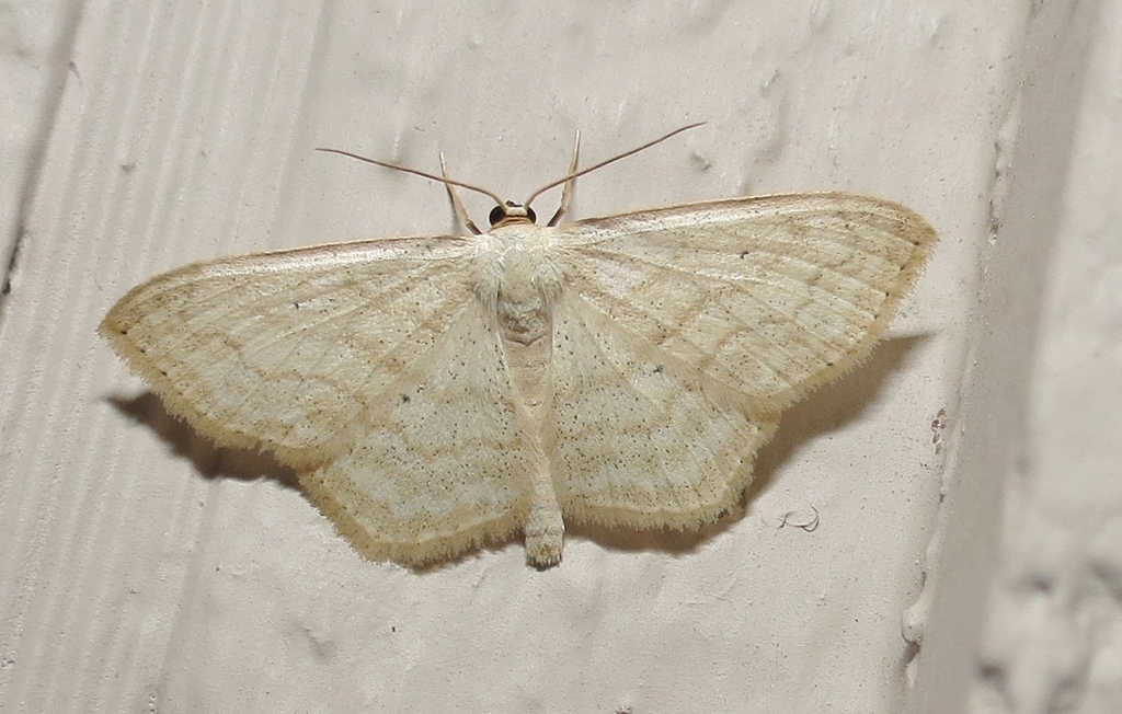 Soft-lined Wave (Pennsylvania Moths) · iNaturalist