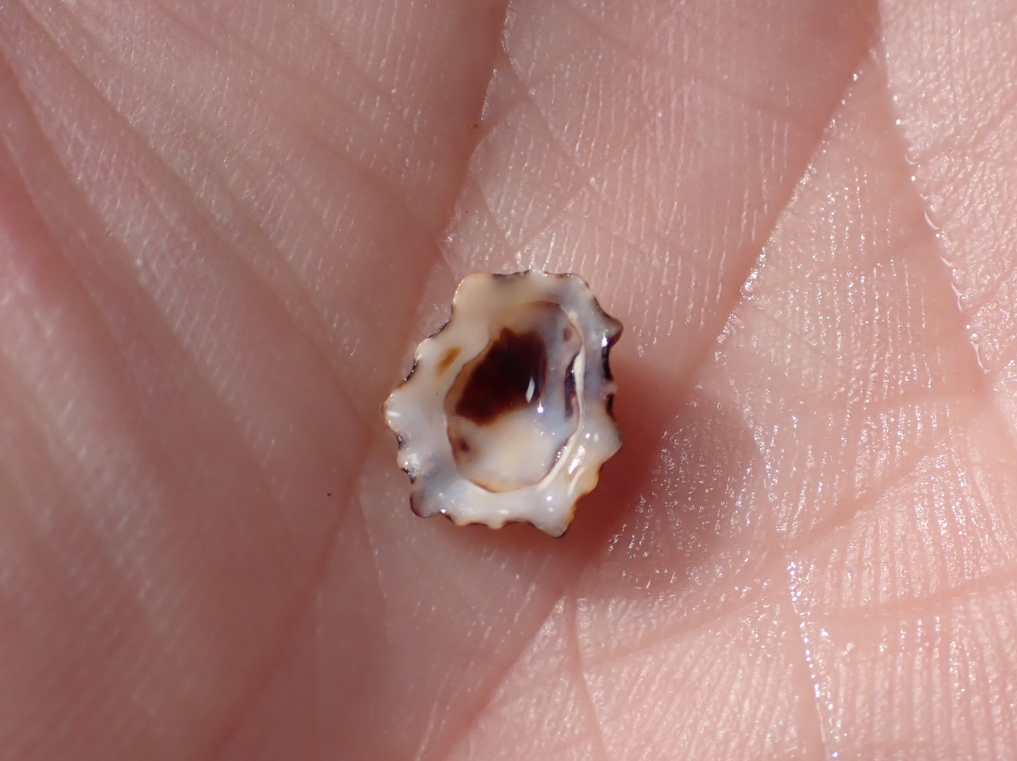 Patelloida corticata (F.W.Hutton, 1880)