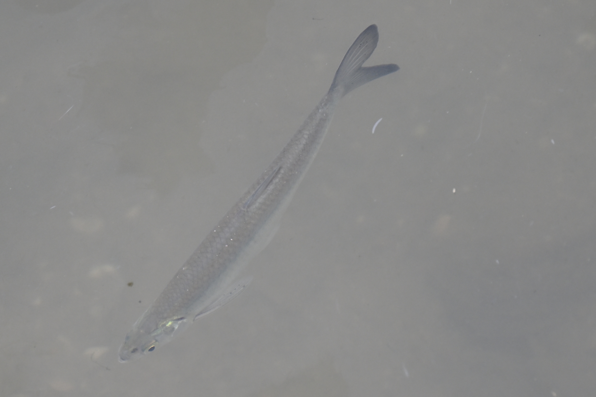 Hemiculter leucisculus (Basilewsky, 1855)