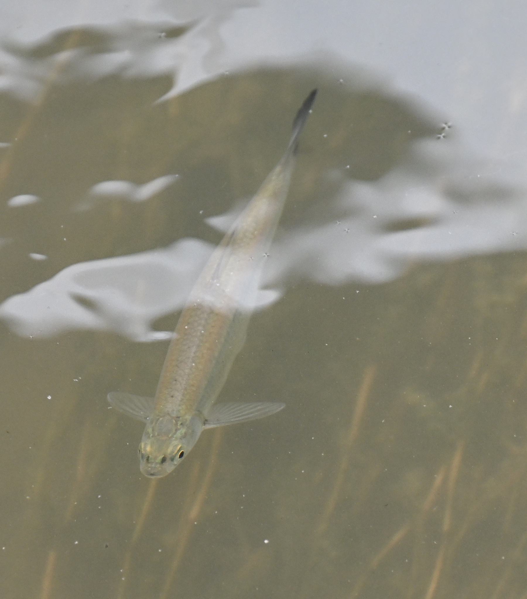Hemiculter leucisculus (Basilewsky, 1855)