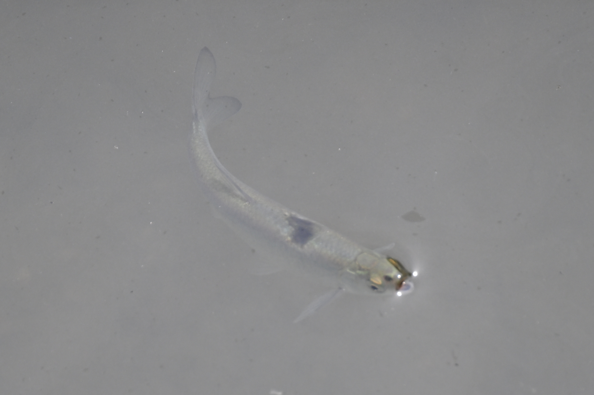 Hemiculter leucisculus (Basilewsky, 1855)