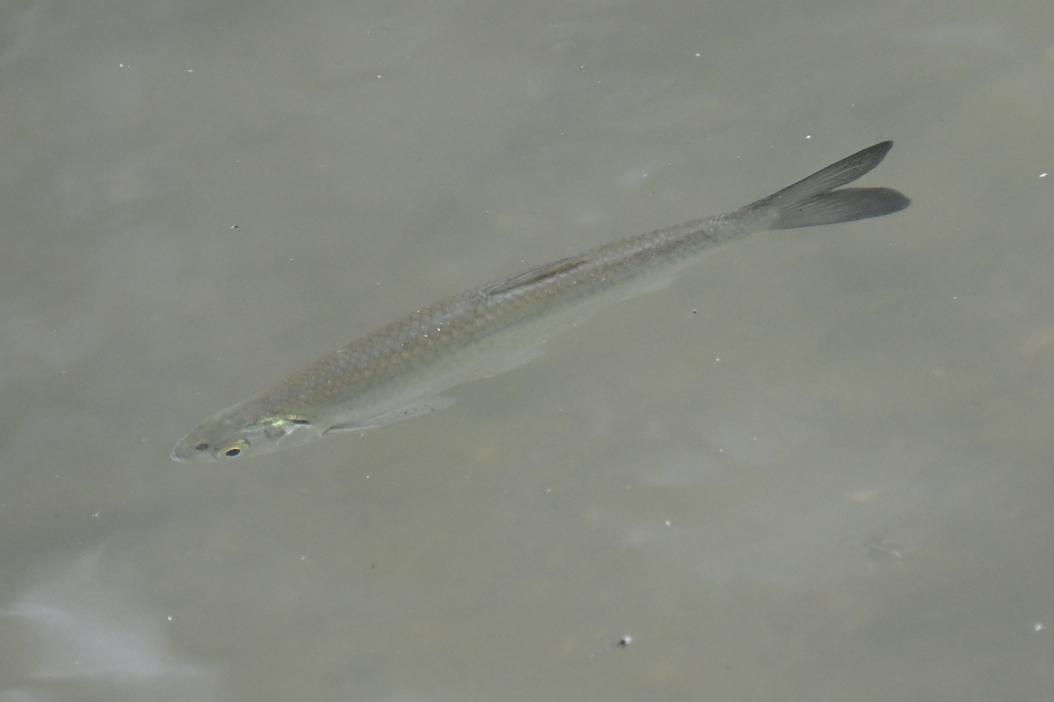Hemiculter leucisculus (Basilewsky, 1855)