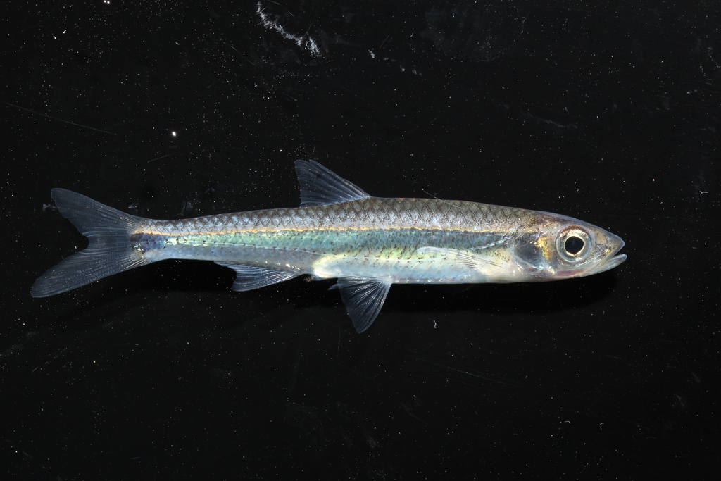 Silverstripe Shiner (Fishes of Big Canoe Creek) · iNaturalist