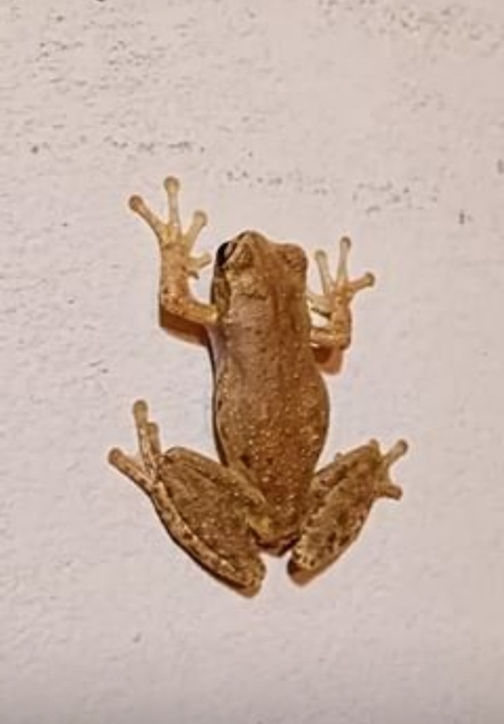 Guatemala Spikethumb Frog in May 2022 by Abel GT. the frog was making a ...