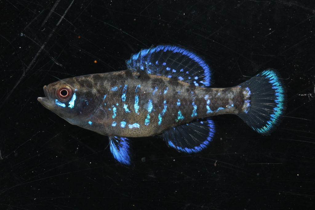 Gulf Coast Pygmy Sunfish (Elassoma gilberti) - Marine Life Identification