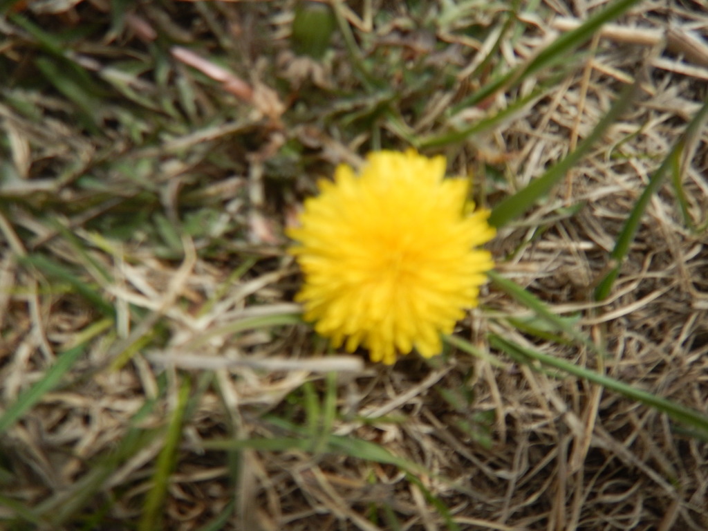 common dandelion from Fernie, BC, Canada on May 02, 2022 at 08:47 PM by ...