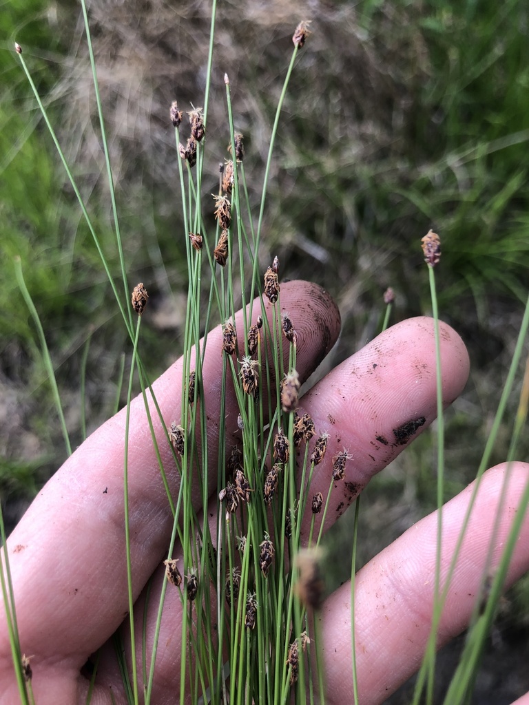 slender spike rush from Stem, NC, US on May 3, 2022 at 03:56 PM by John ...