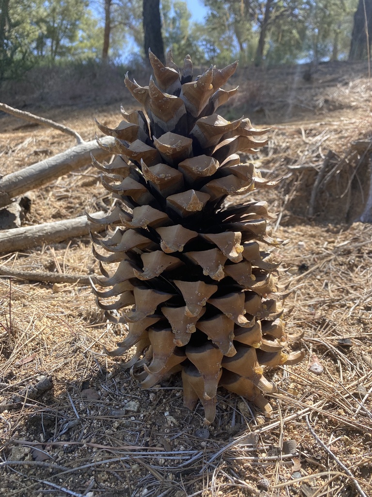 Coulter pine from Angeles National Forest, Santa Clarita, CA, US on May ...
