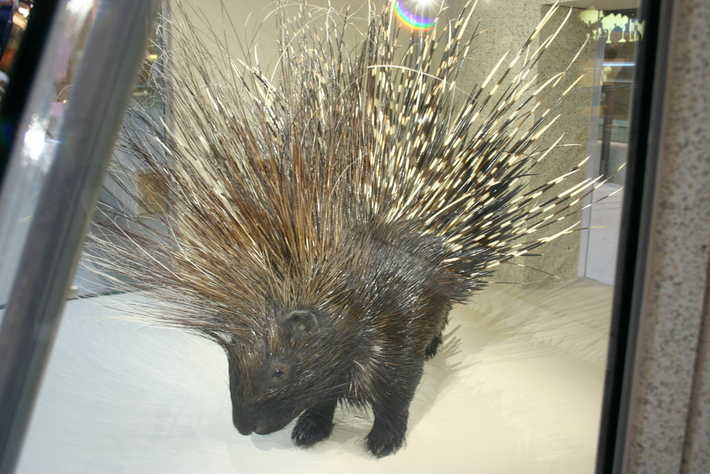 Cape Porcupine (Mammals of Kenya) · iNaturalist
