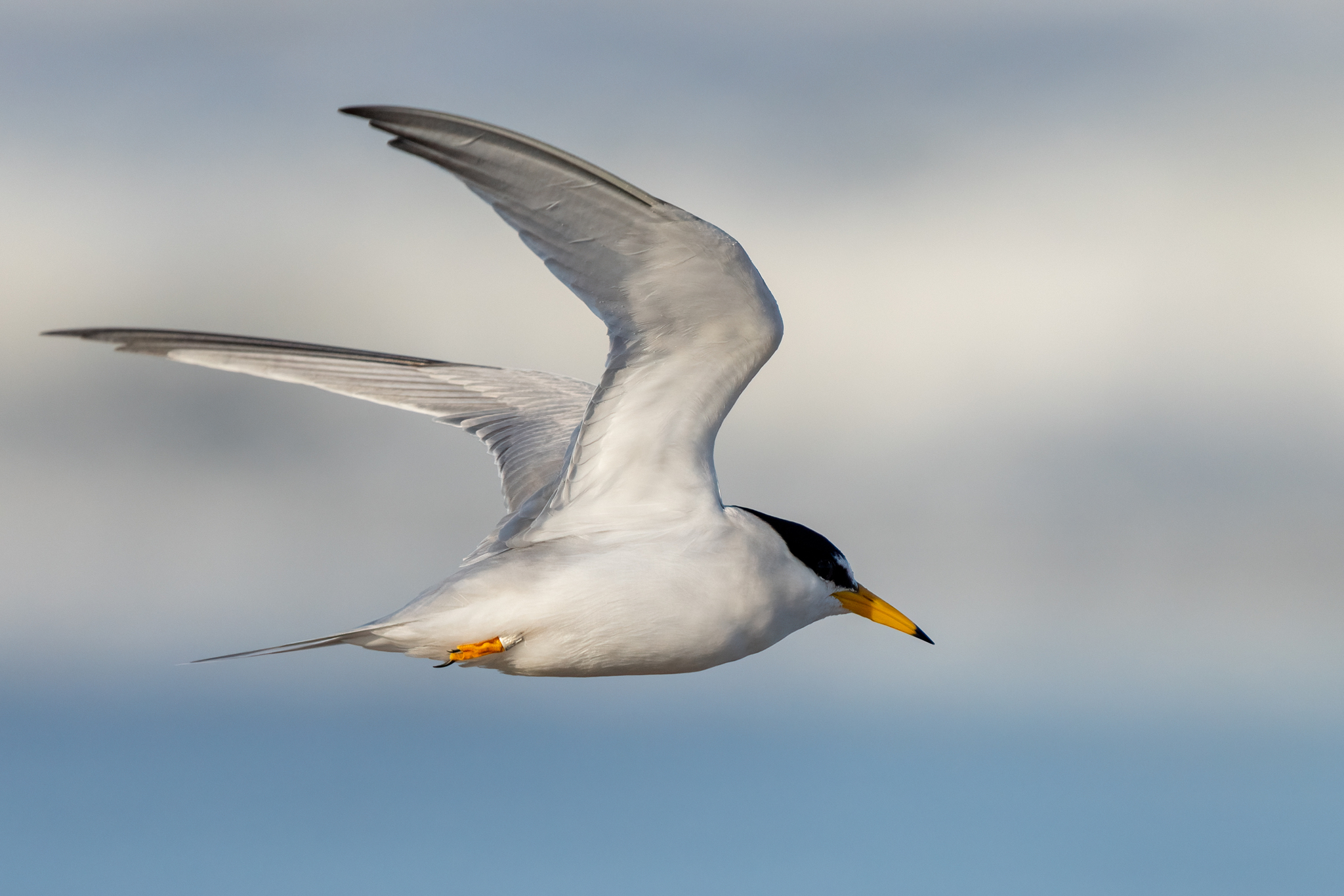 Sternula antillarum browni (Mearns, 1916)