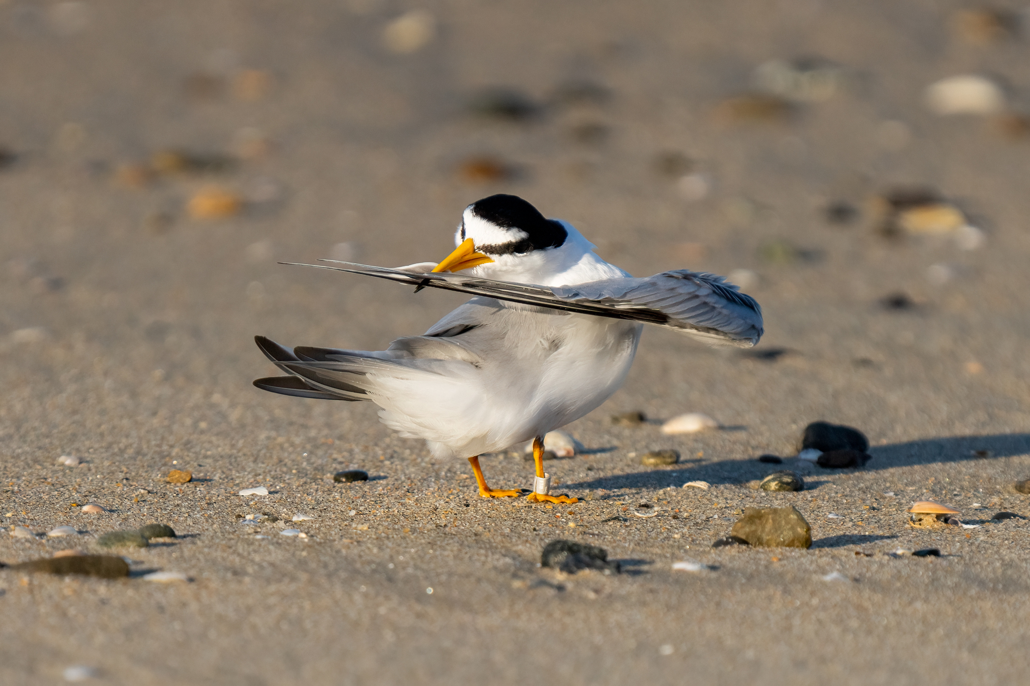 Sternula antillarum browni (Mearns, 1916)