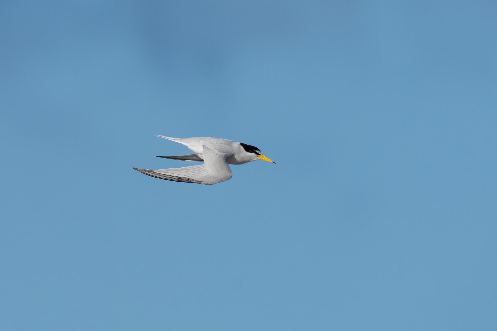 Sternula antillarum browni (Mearns, 1916)