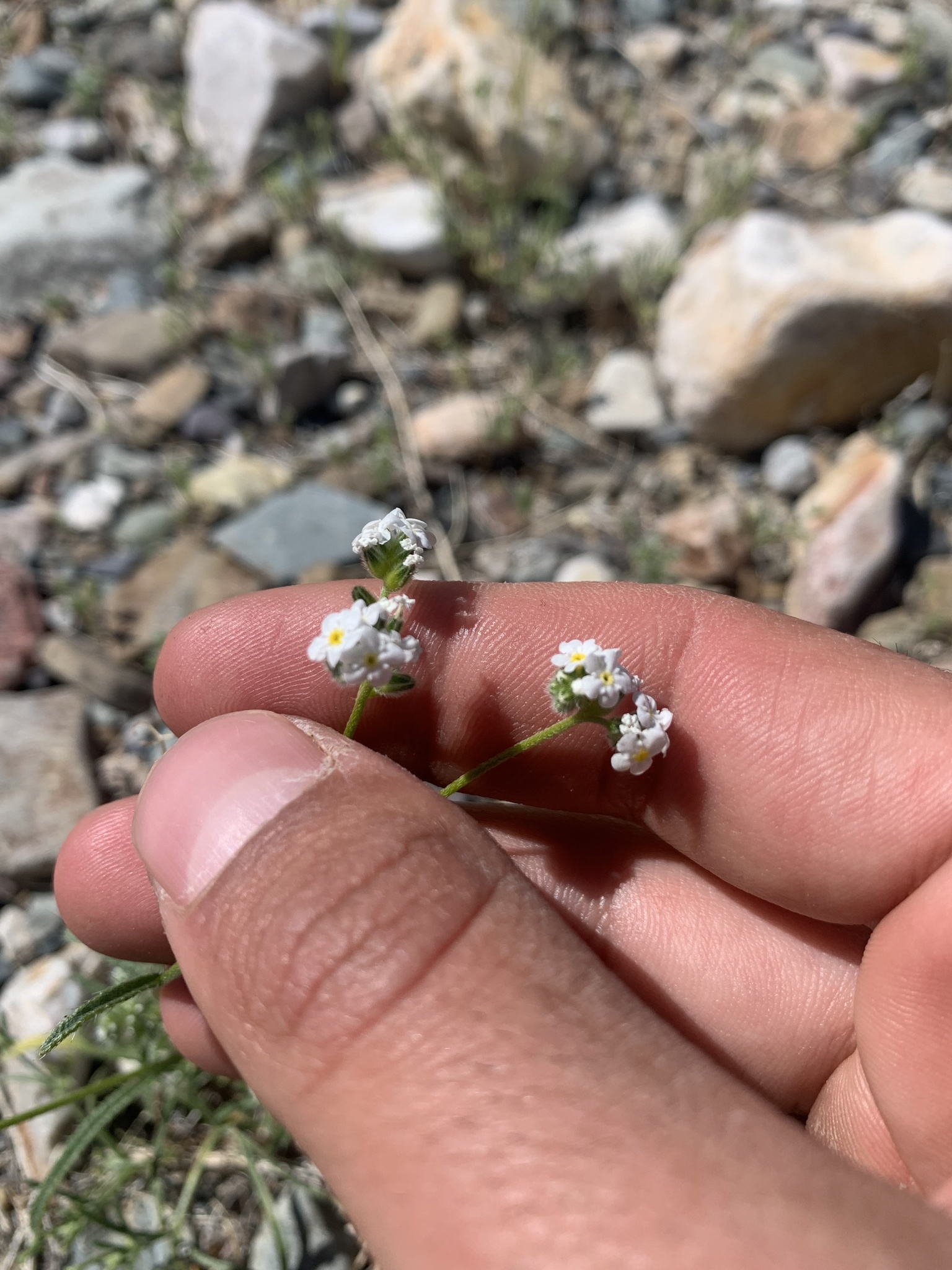 Cryptantha utahensis (A.Gray) Greene