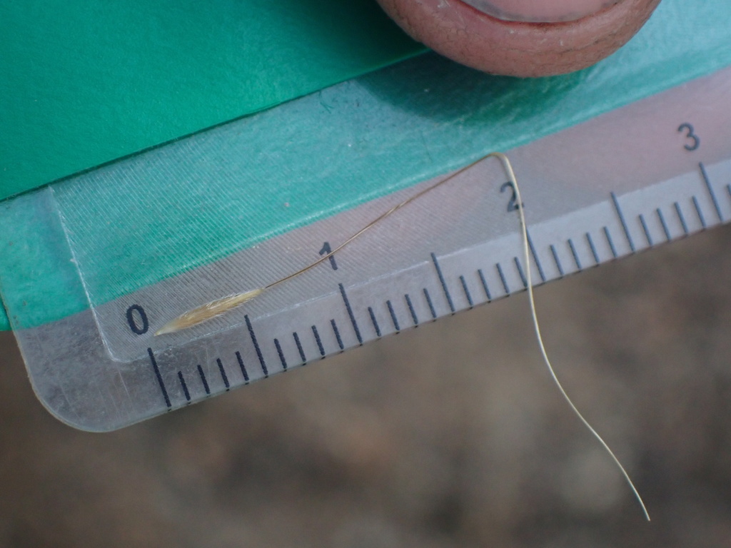 foothill needle grass from San Bernardino National Forest, Fontana, CA ...