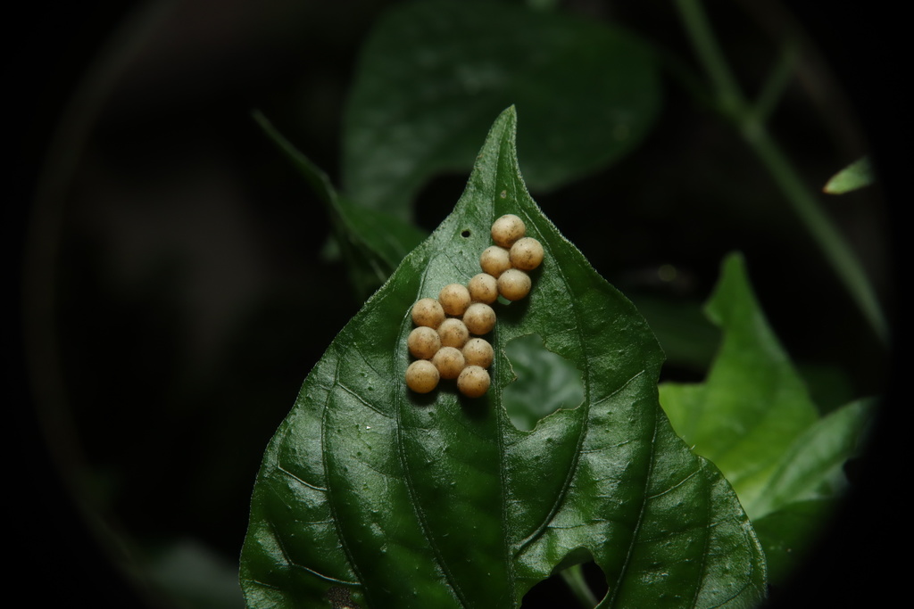 Lychee Stink Bug from 三聖路, 新埔鎮, TW on April 30, 2022 at 10:18 AM by ...