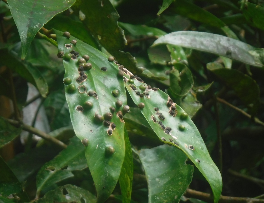 Winged and Once-winged Insects from Avera, Taputapuapea, French ...