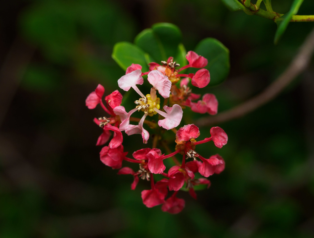Locustberry from Miami-Dade, Everglades National Park, Florida, United ...