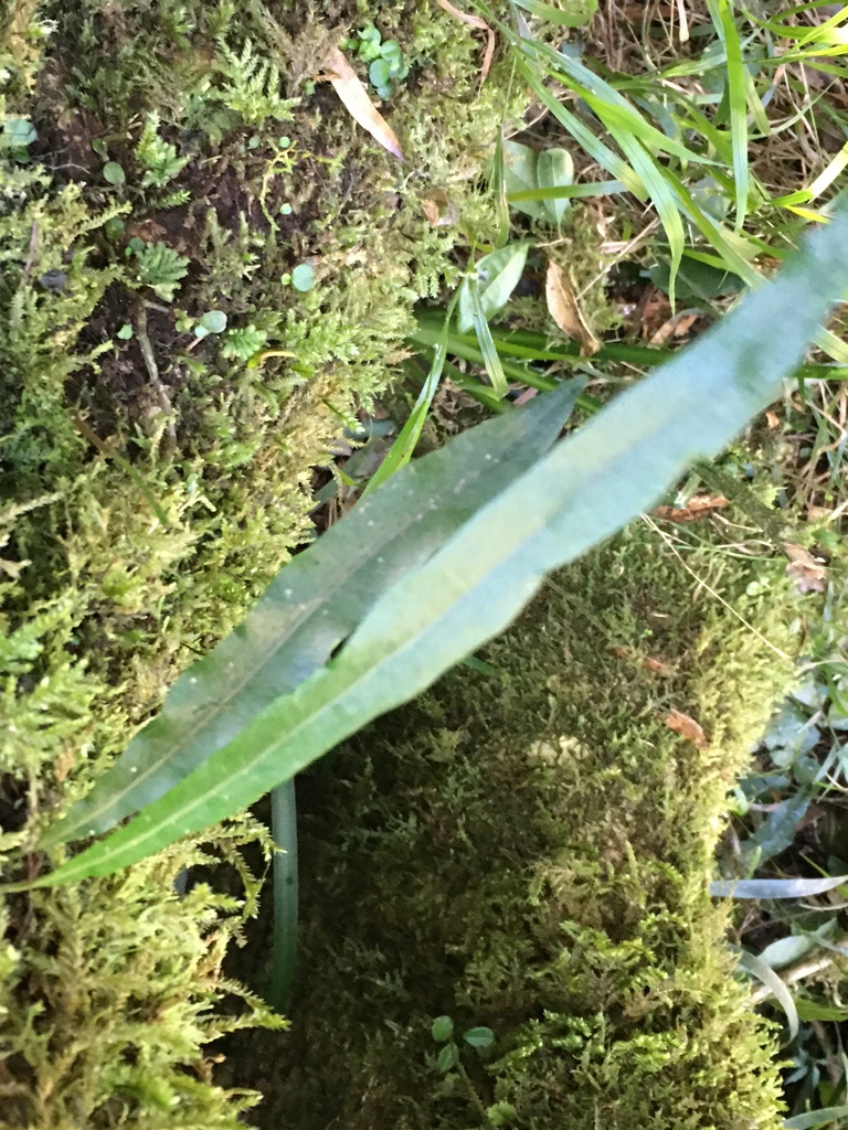 Smooth Lance-Fern from George, WC, ZA on May 2, 2022 at 11:01 AM by ...