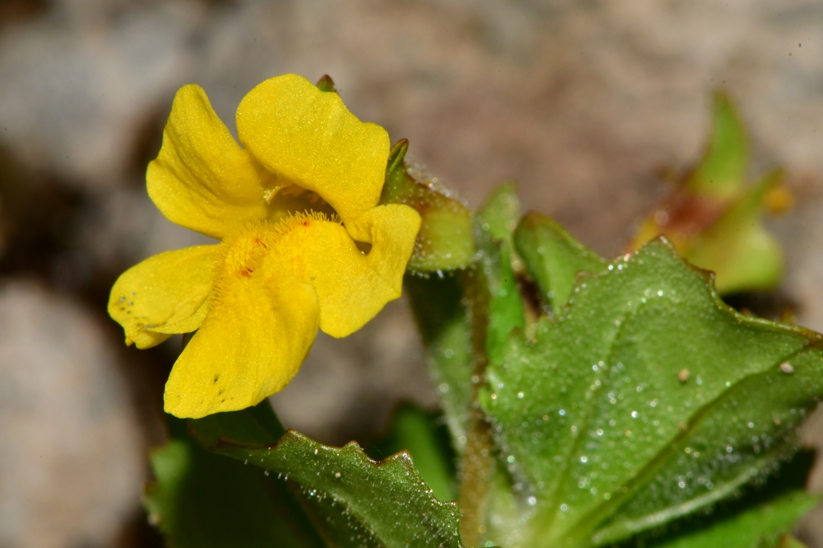 Erythranthe glabrata (Kunth) G.L.Nesom