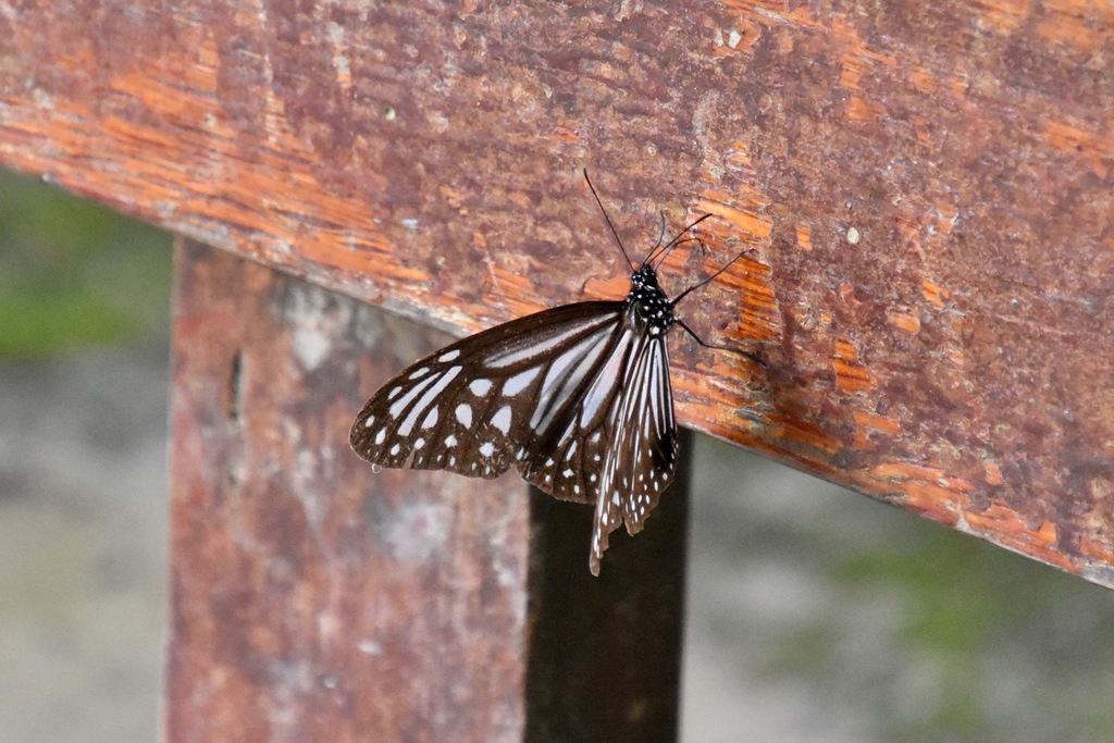 Parantica from Kinabalu Park, 89300 Kundasang, Sabah, Malaysia on June ...