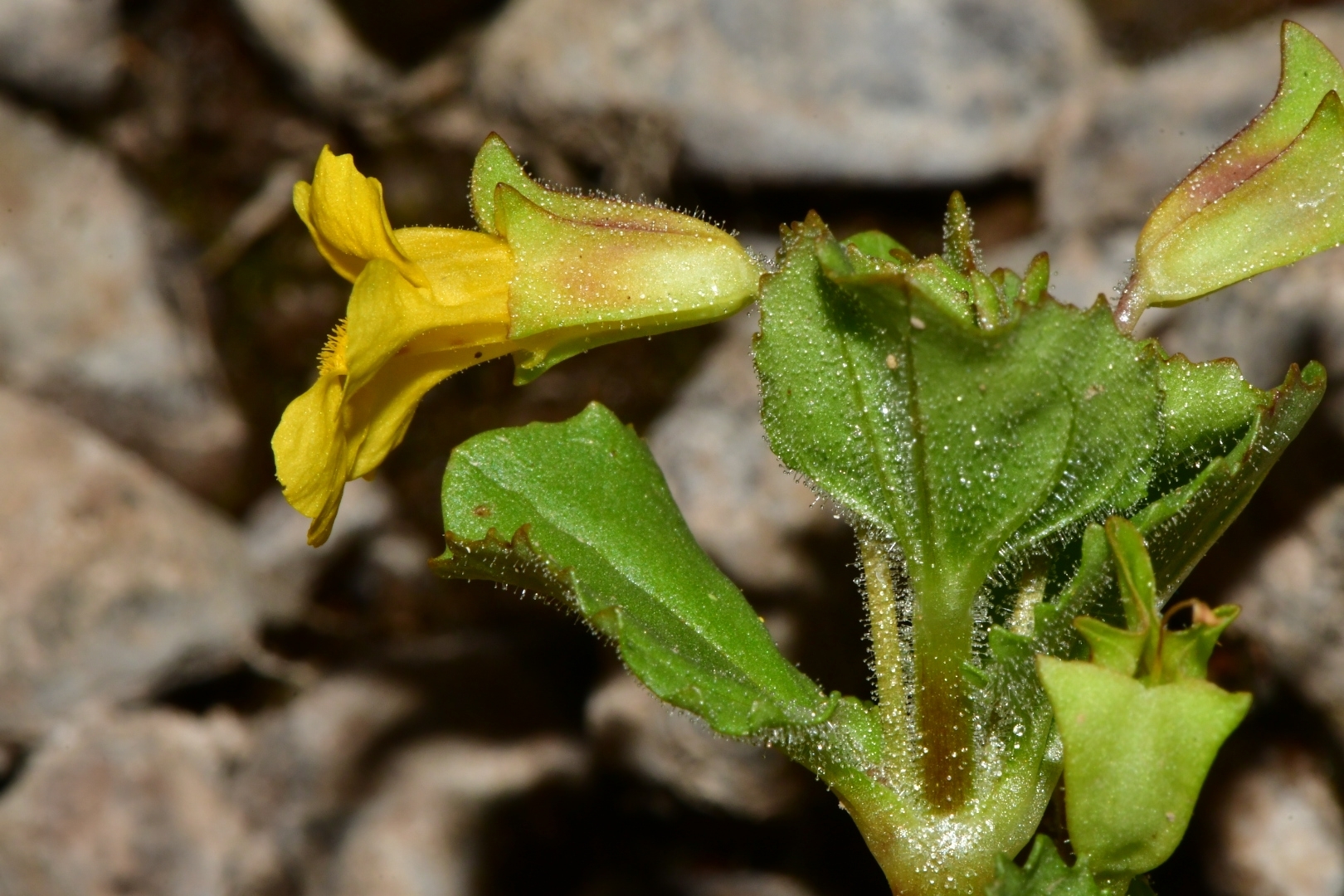 Erythranthe glabrata (Kunth) G.L.Nesom
