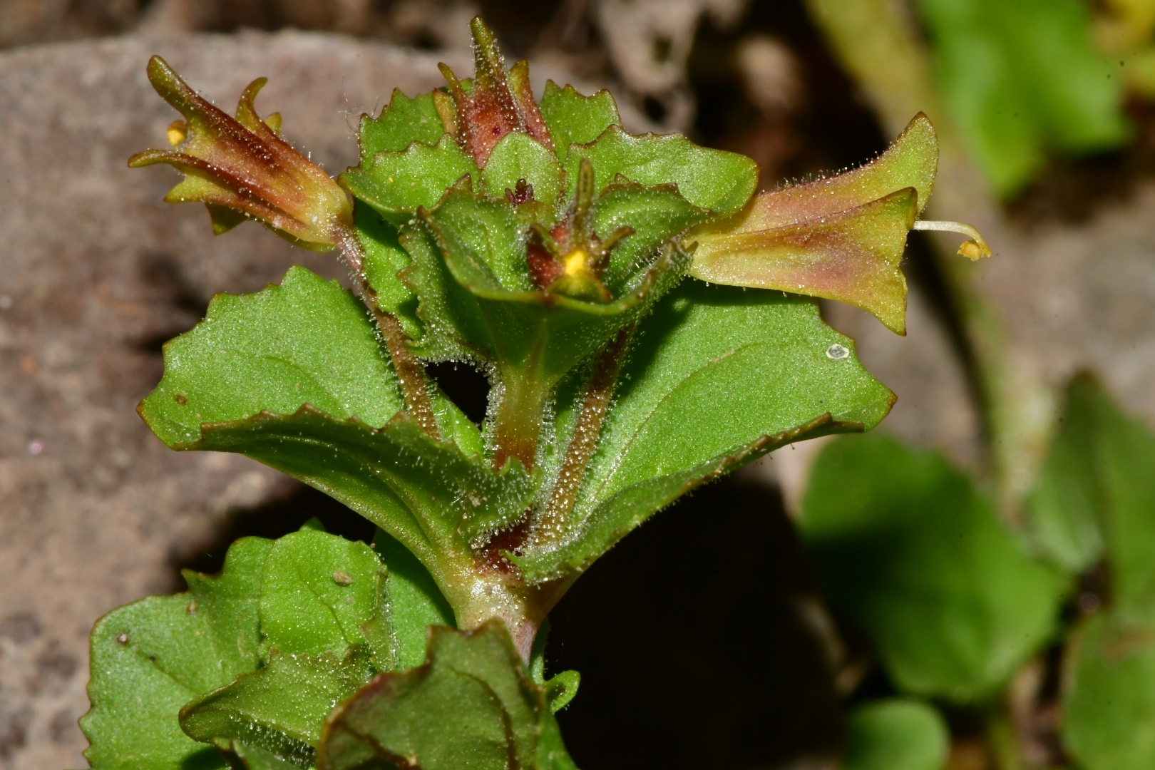 Erythranthe glabrata (Kunth) G.L.Nesom