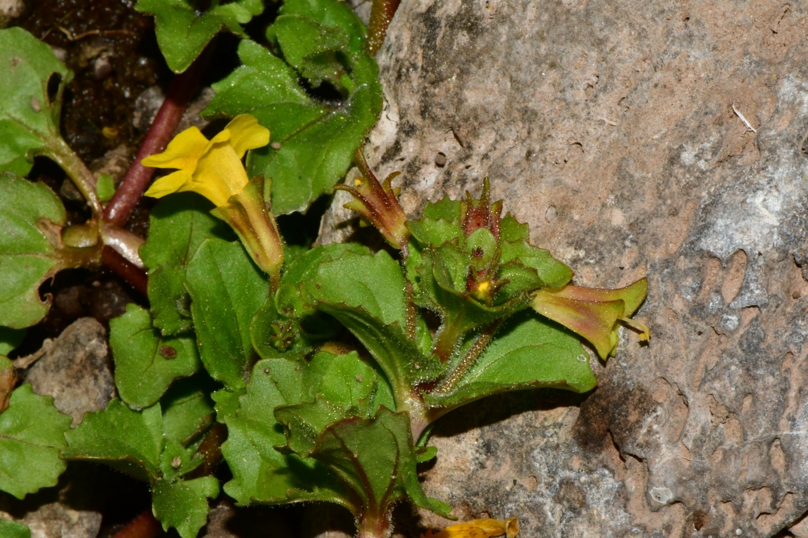 Erythranthe glabrata (Kunth) G.L.Nesom