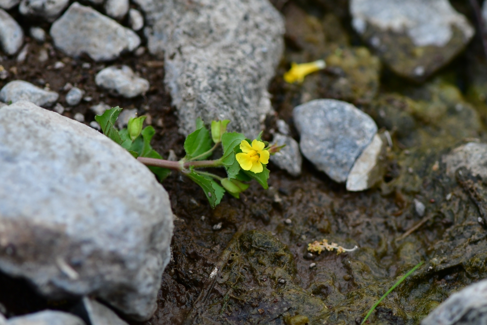 Erythranthe glabrata (Kunth) G.L.Nesom