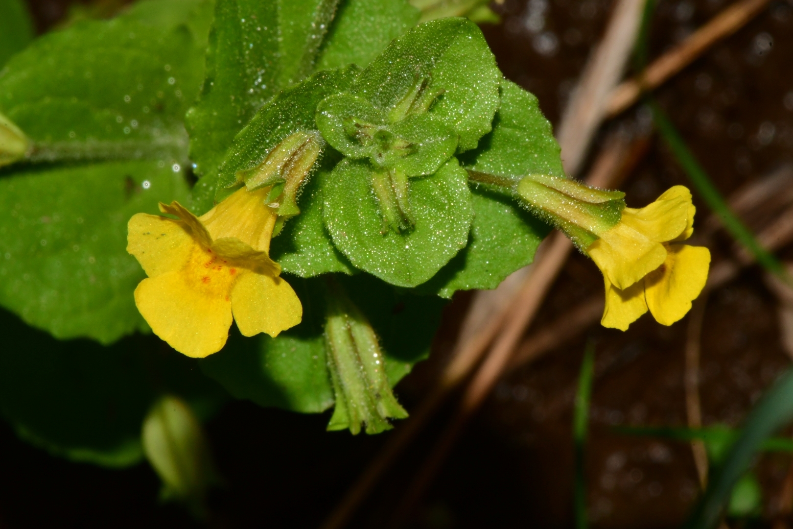 Erythranthe glabrata (Kunth) G.L.Nesom
