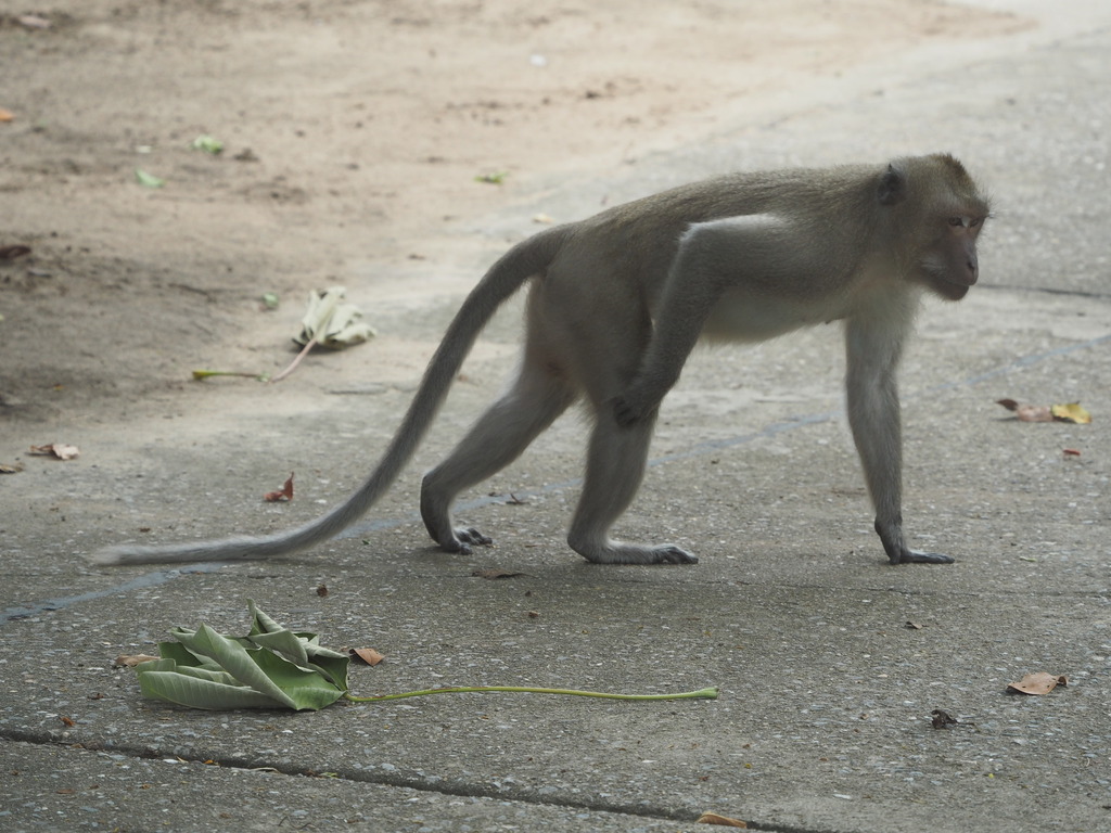 Long-tailed Macaque from Hua Hin, Hua Hin District, Prachuap Khiri Khan ...
