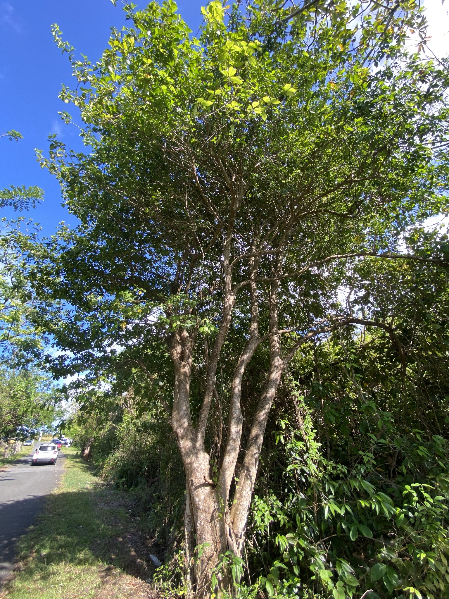 Guapira fragrans (Dum.Cours.) Little