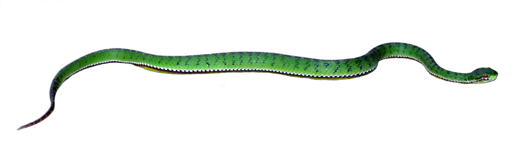 Tibetan Pit Viper from Trongsa, Bhutan on May 04, 2017 at 03:13 PM by ...