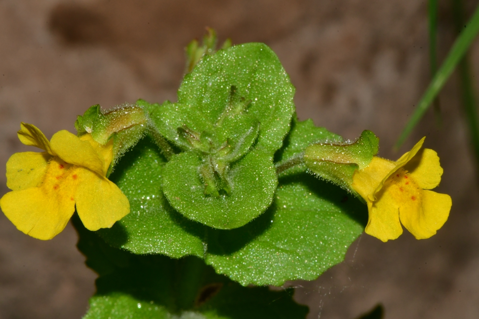 Erythranthe glabrata (Kunth) G.L.Nesom