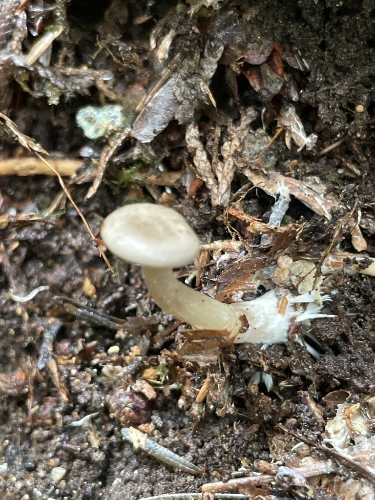 Rhizocybe rhizoides from N Gun Club Rd, Granite Falls, WA, US on May 3 ...