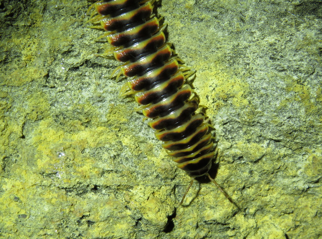 Georgia Flat-backed Millipede from Guntersville Dam, Guntersville, AL ...