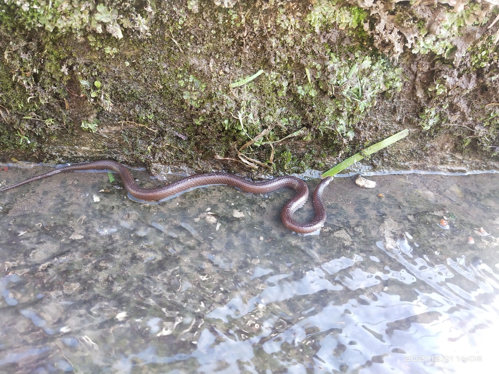 worm-eating snakes from Bhutan on December 1, 2021 at 02:06 PM by Jigme ...