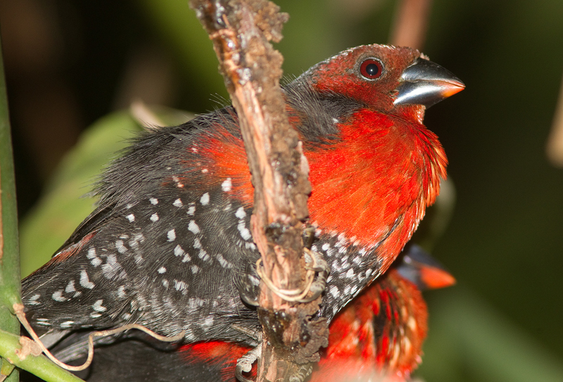 Western Bluebill (Spermophaga haematina) - Avian Discovery