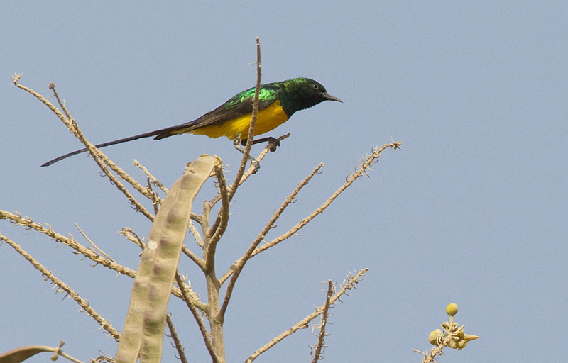Pygmy Sunbird from Upper Saloum, GM-MC, GM on February 10, 2012 at 12: ...