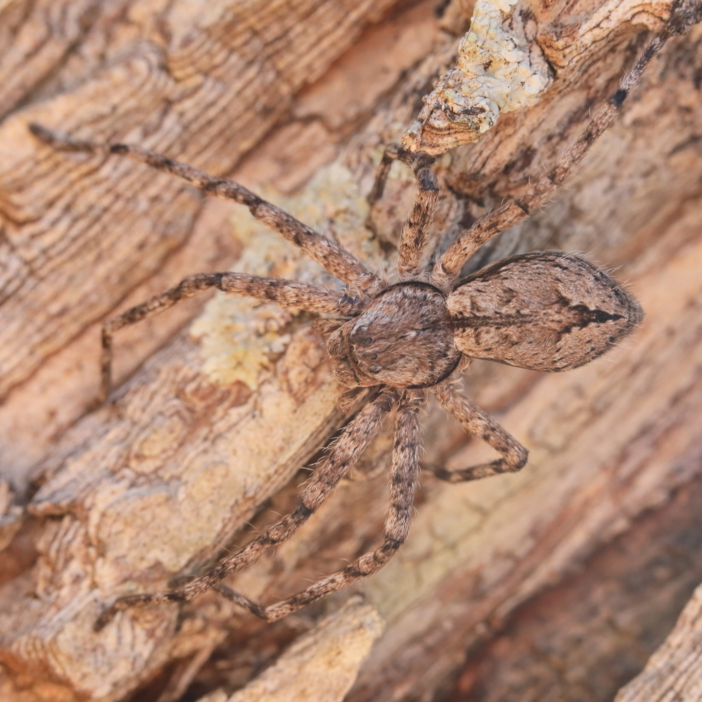 Queen of the Huntsmen from Sydney NSW, Australia on May 02, 2022 at 04: ...