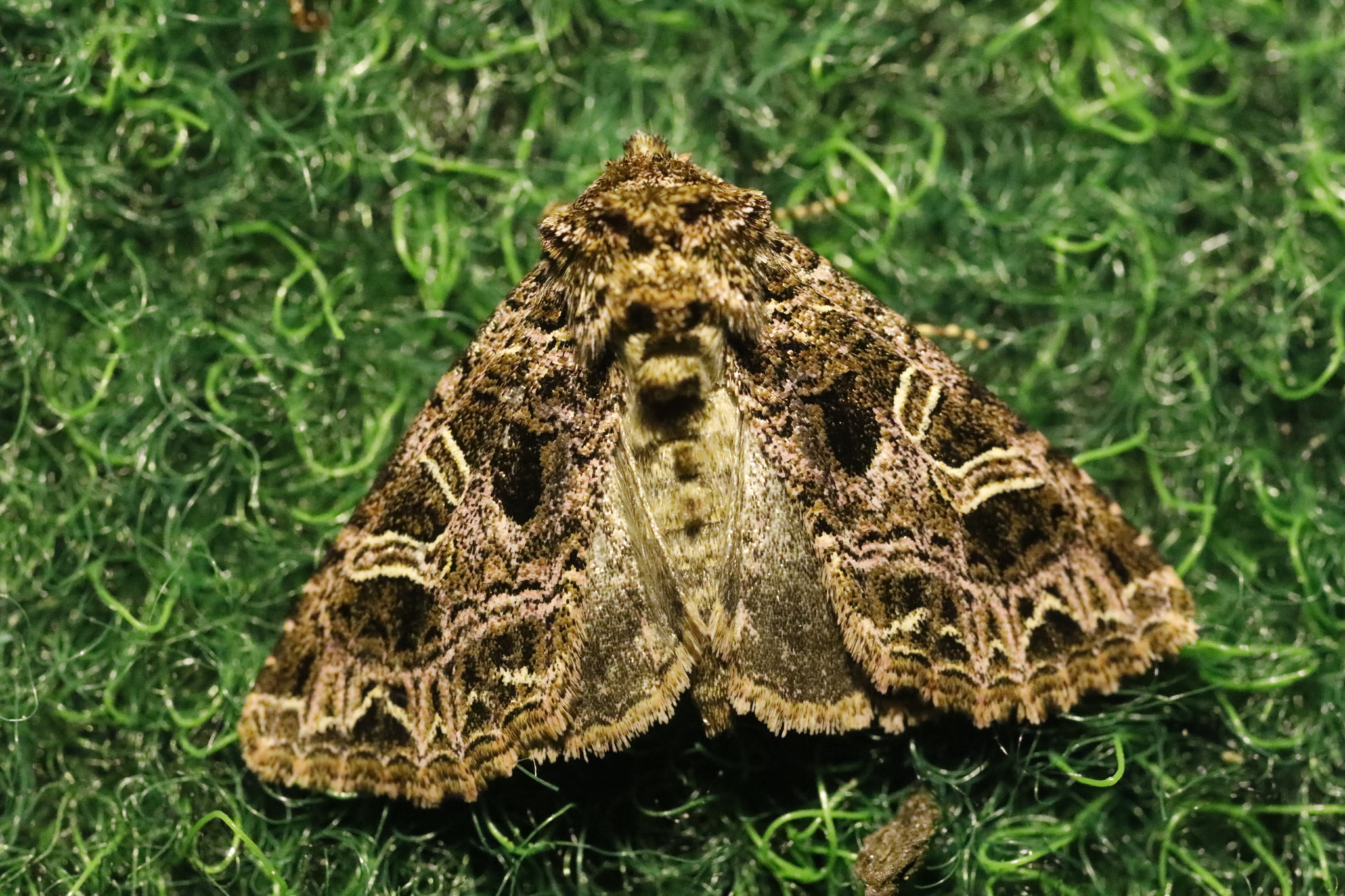 Sideridis rivularis Fabricius, 1775