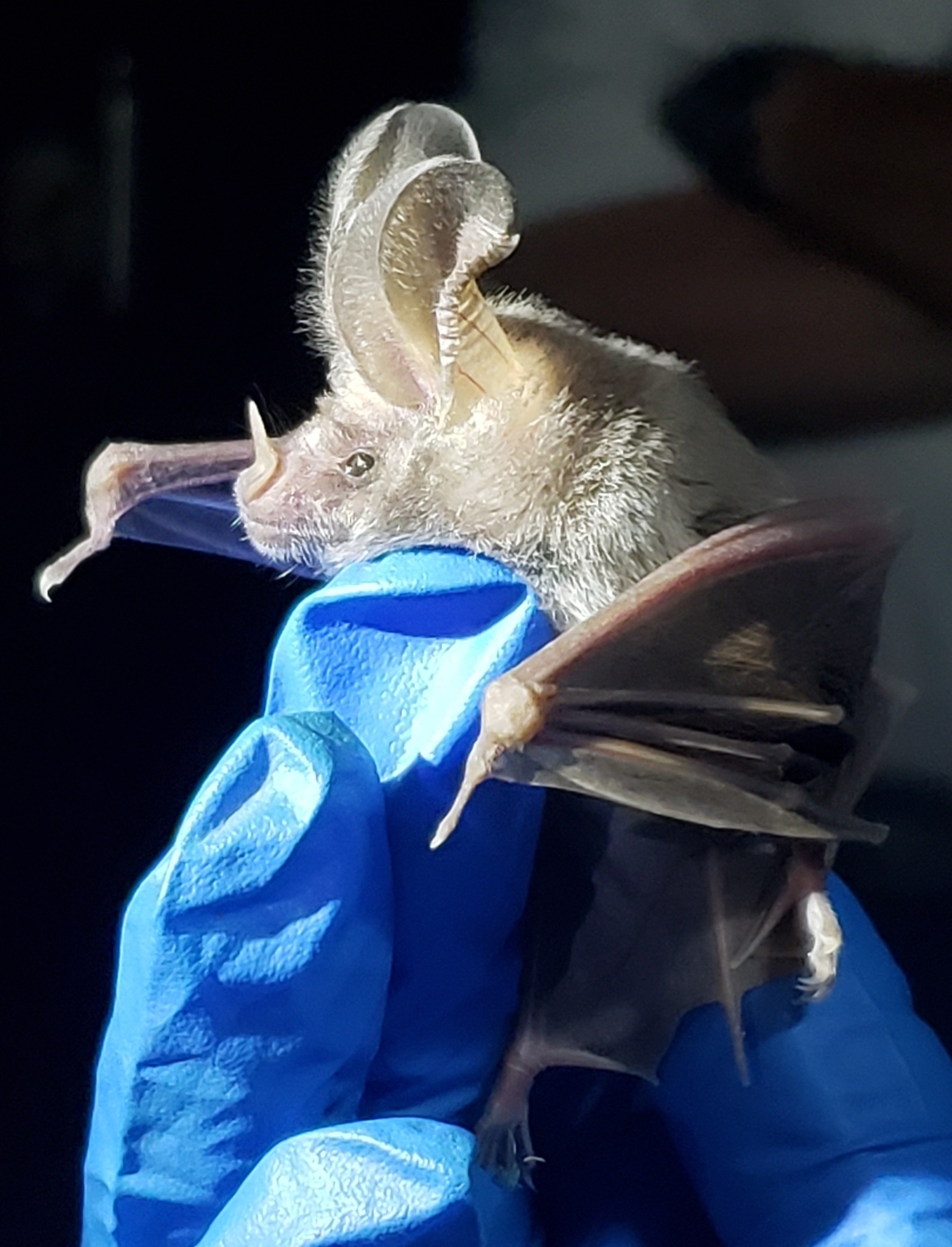 Macrotus californicus Baird, 1858